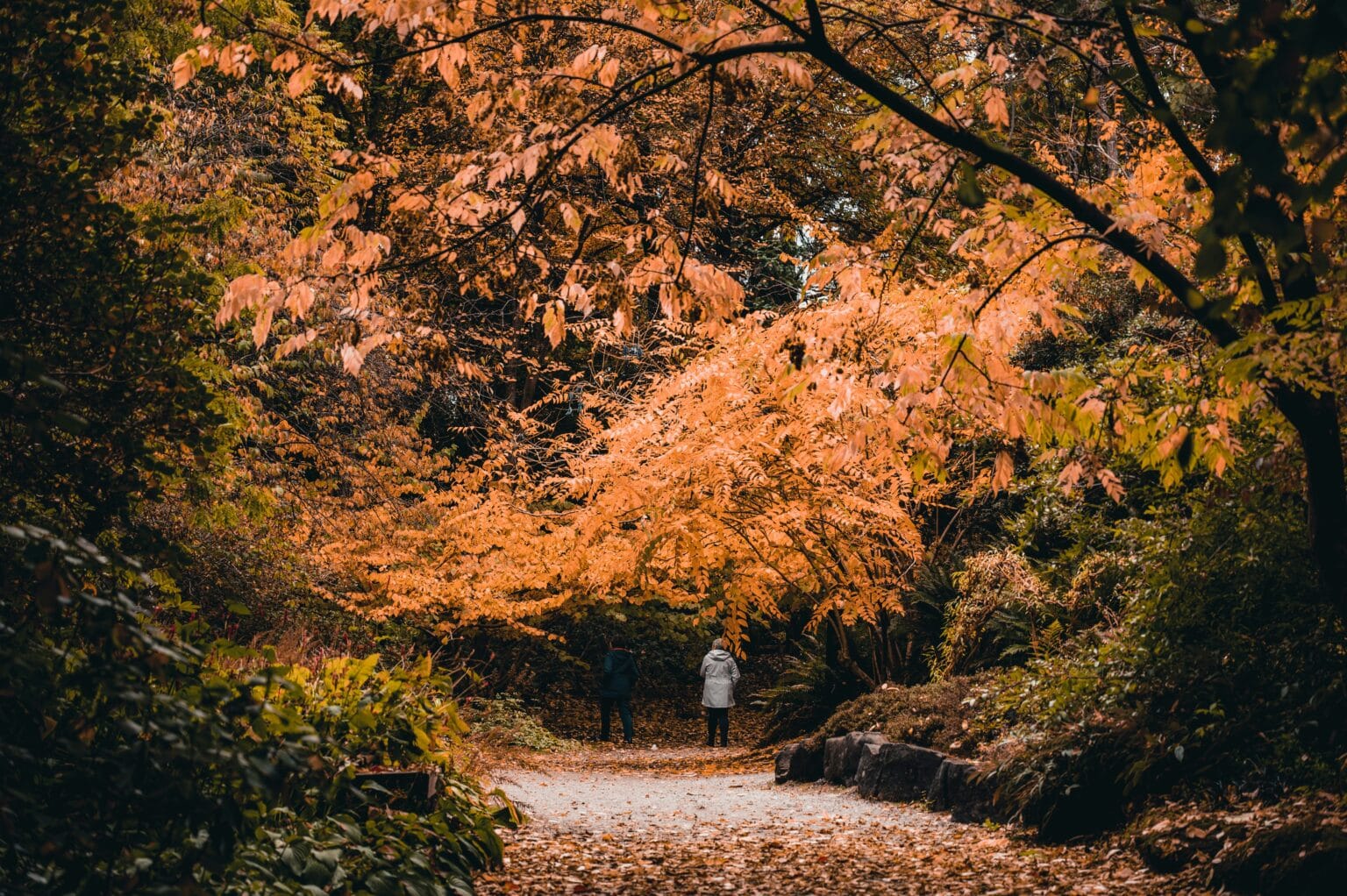 100+ Citate Despre Toamnă – Gânduri și Reflecții